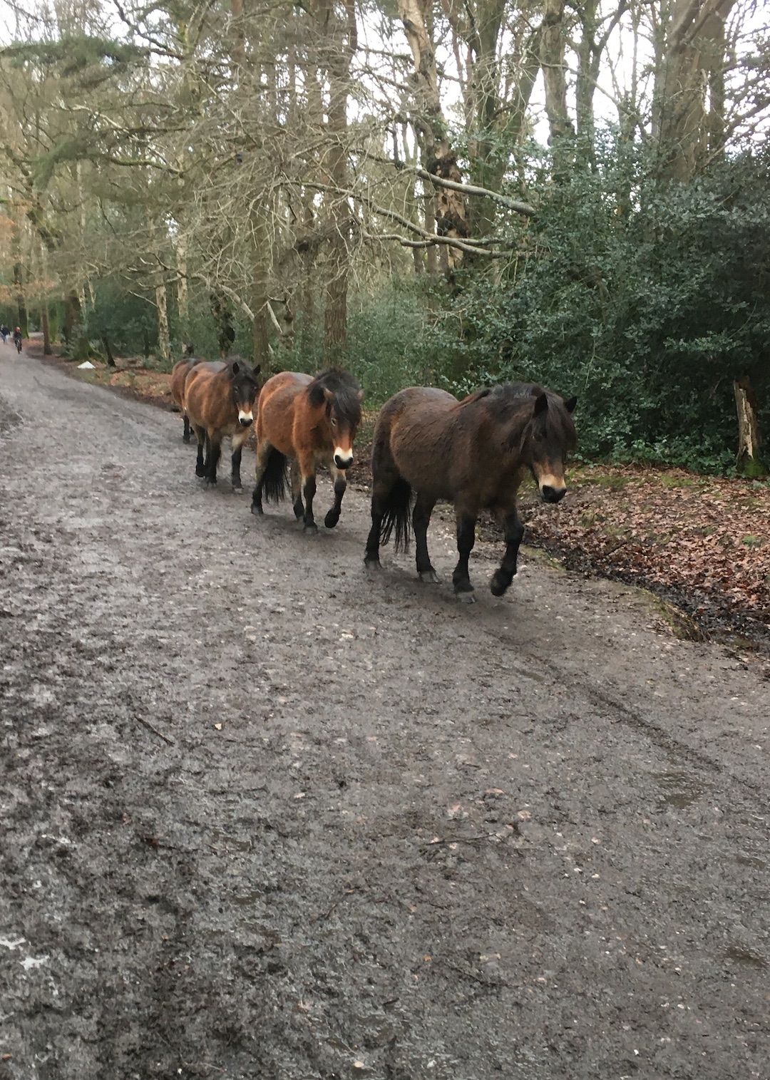 Opinion – Sutton Park under threat from these mindless fools | Sutton ...