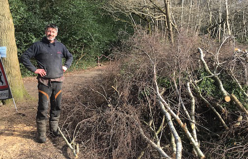 Trees axed in restoration | Sutton Coldfield Life